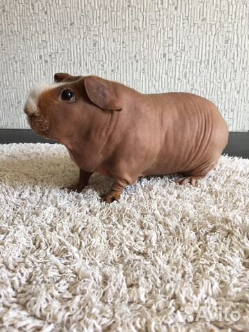 Морская свинка скинни