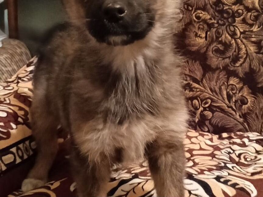 Щеночки в добрые ручки