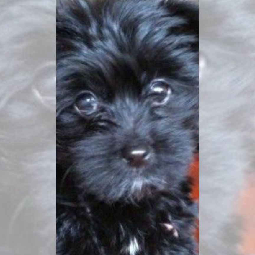 Йоркширский терьер, щенок