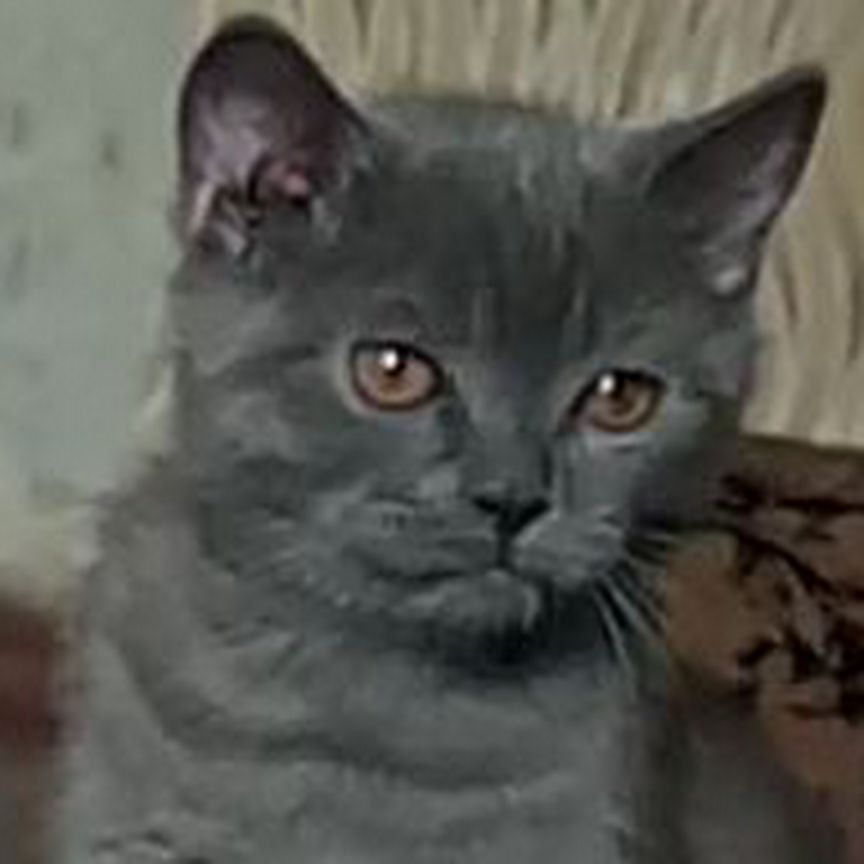 Британский короткошёрстный котёнок