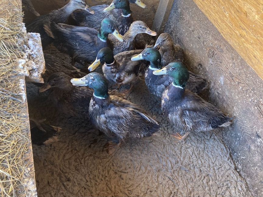 Утки кряква, селезень