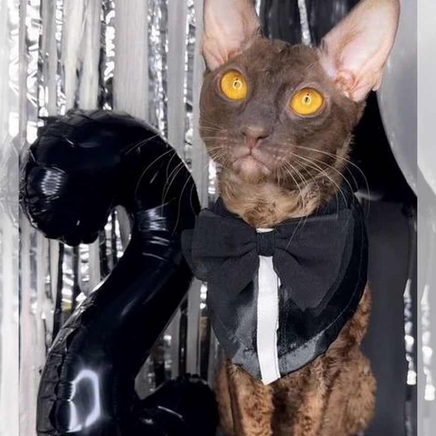 Кот корниш-рекс вязка