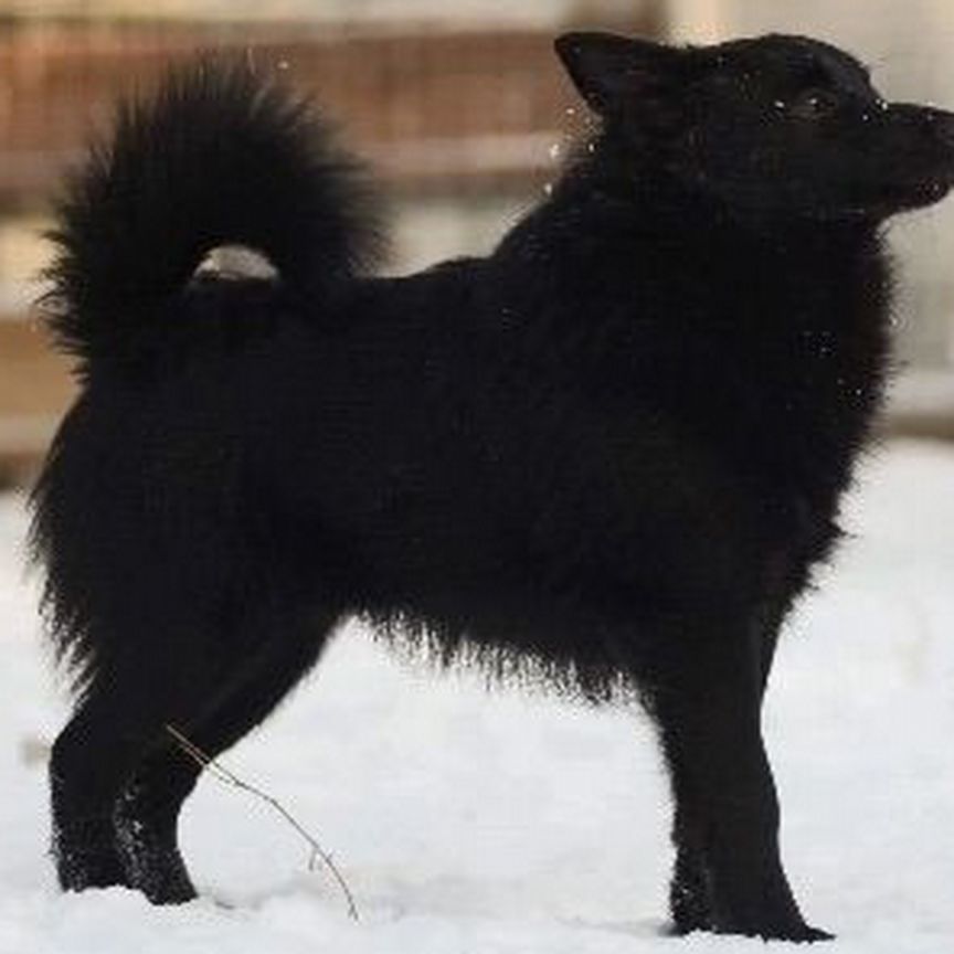 Шипперке (Схипперке)