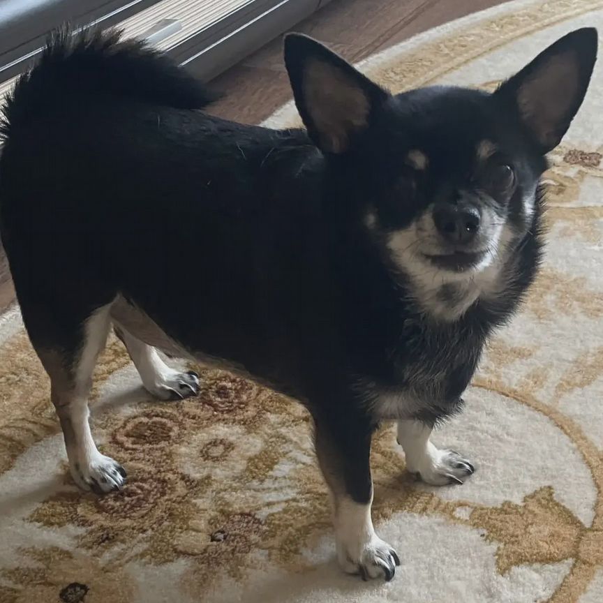 Чихуахуа, взрослый пёс