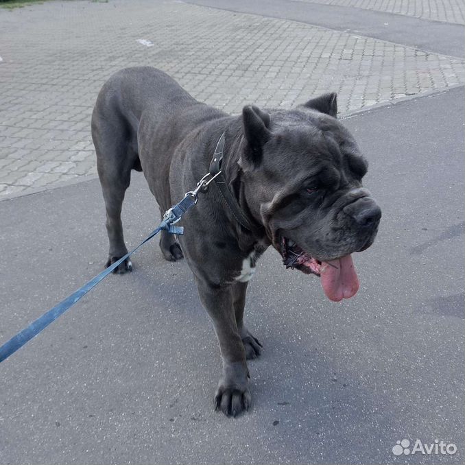 Кобель вязка кане Корсо