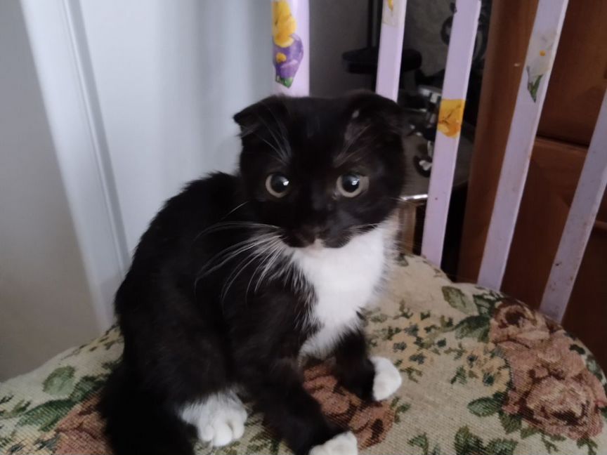 Кошка