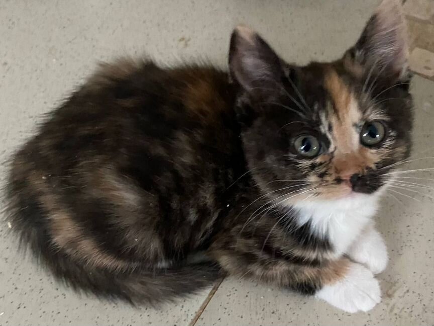 Котики в добрые руки