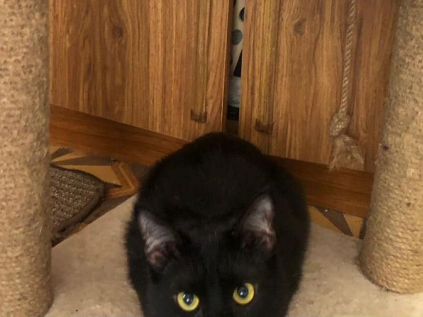 Кошка Пума