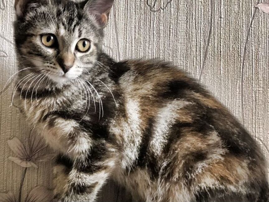 Душевная кнопочка кошечка Душечка