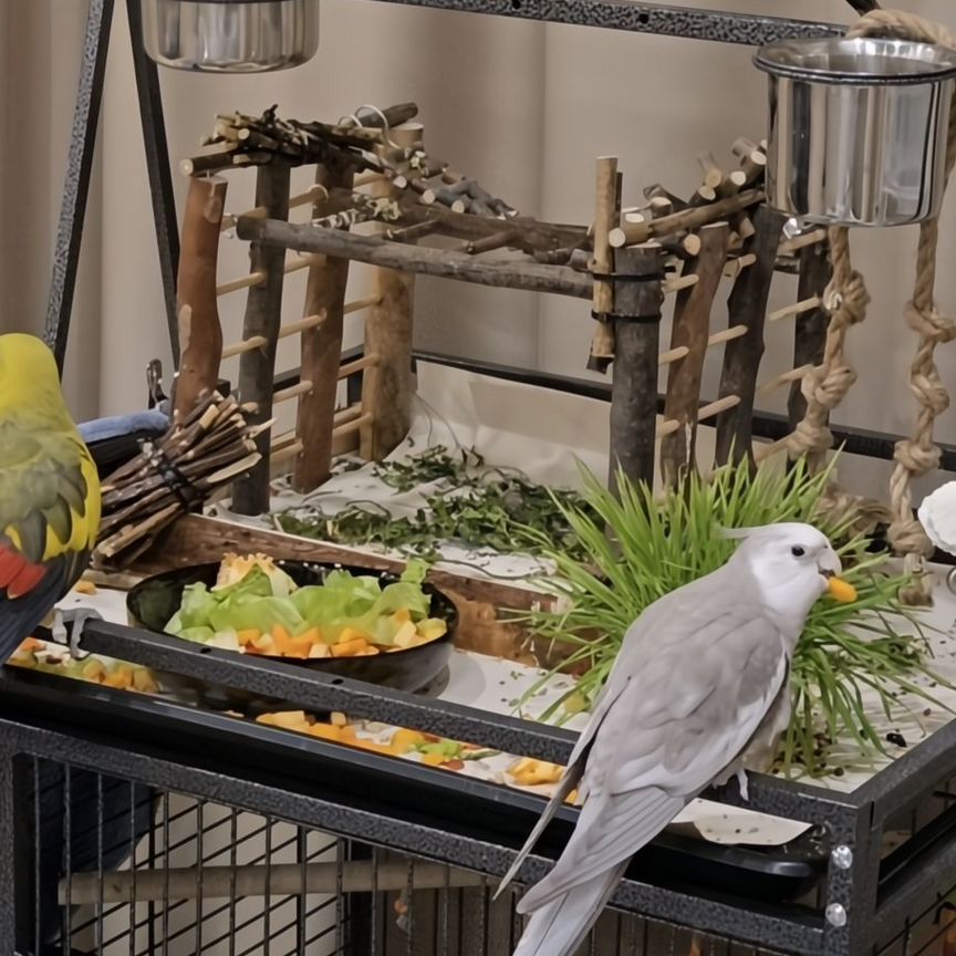 Роскошный горный попугай, коричная корелла