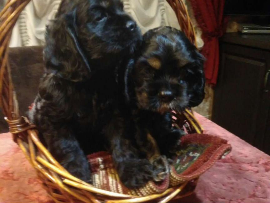 Американский кокер щенки