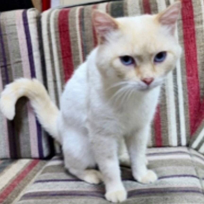 Колорпойнт, взрослый кот