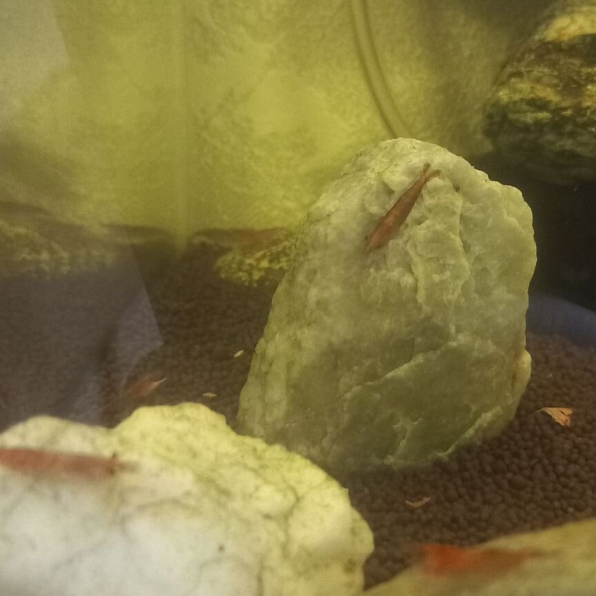 Креветки вишня