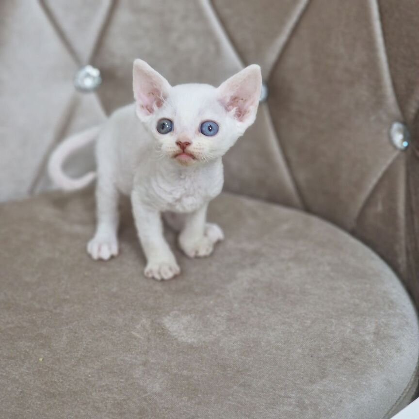 Мальчик разноглазый в разведение