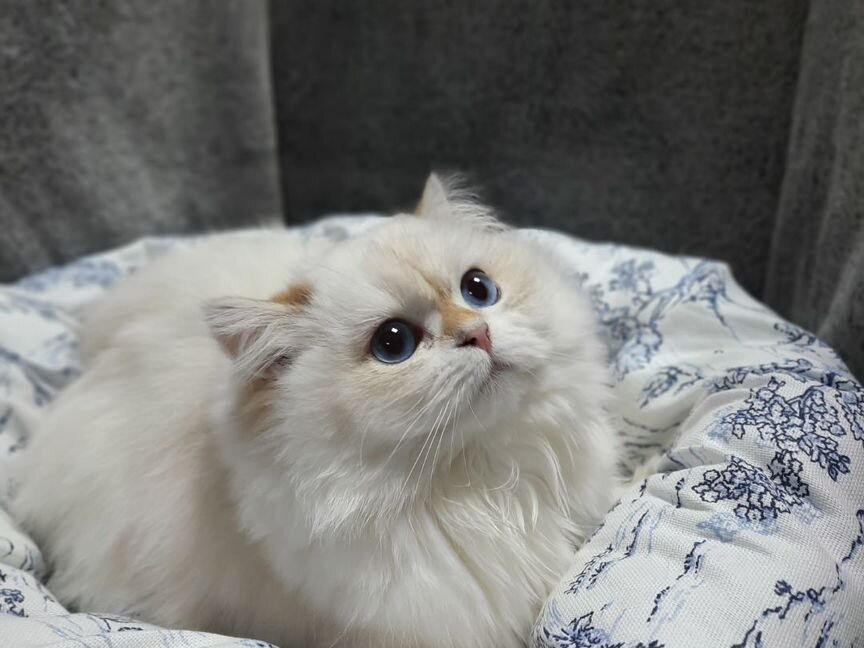 Кошечка