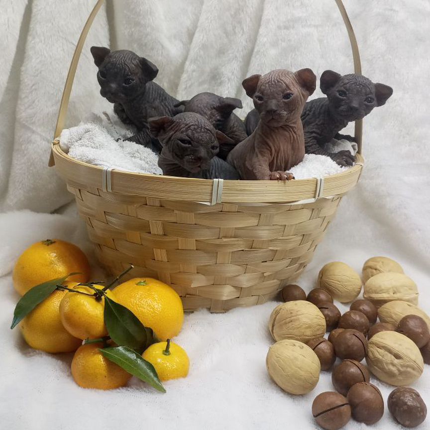 Канадский сфинкс котёнок