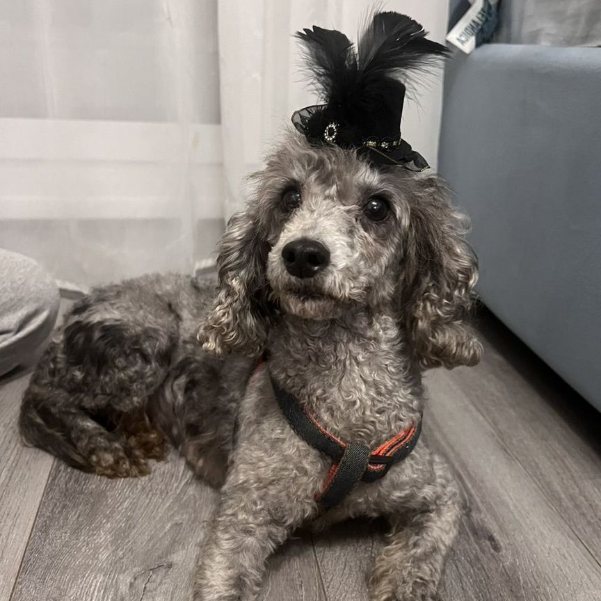 Той-пудель, взрослая собака