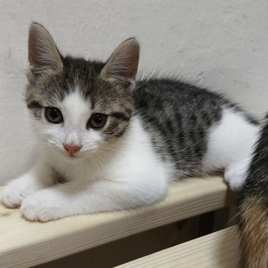 Котёнок