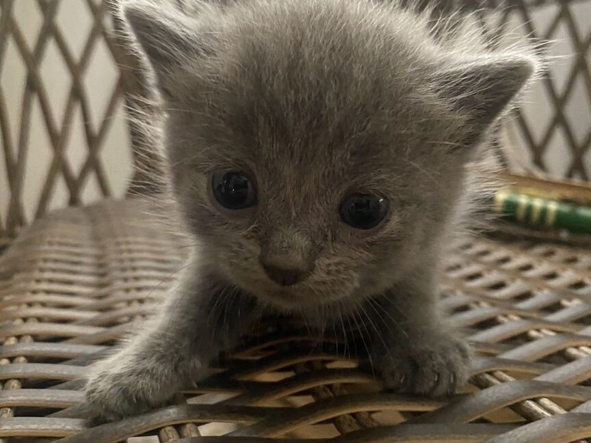 Дворянские котята дарю