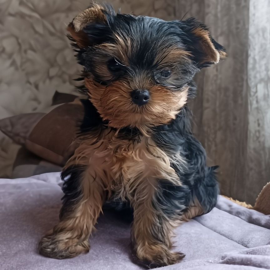 Йоркширский терьер, щенок