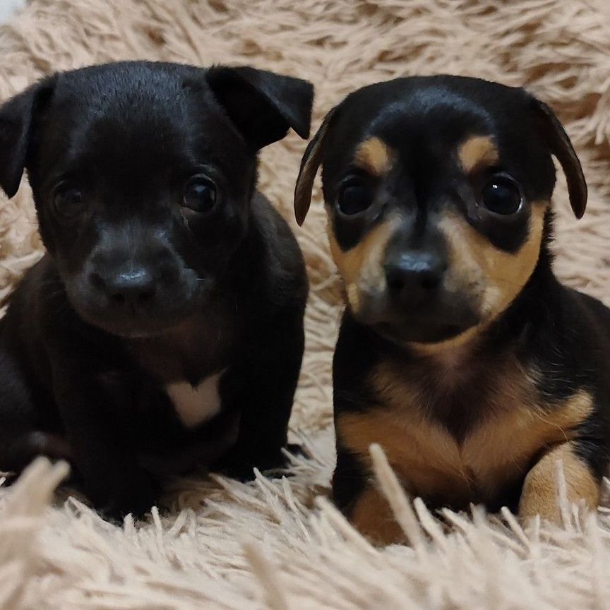 Той-терьер щенки