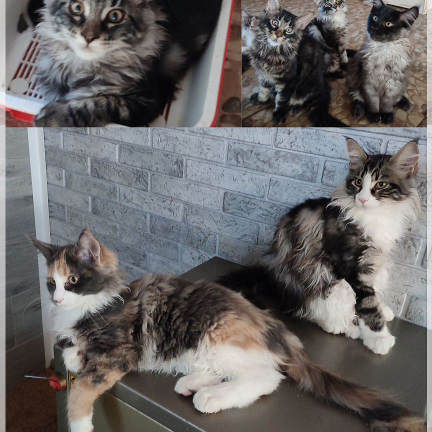 Прелести породы мейн-кун