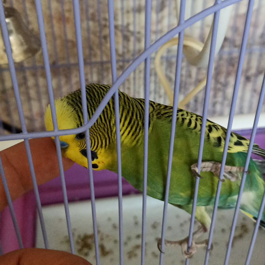 Волнистый попугай ручной