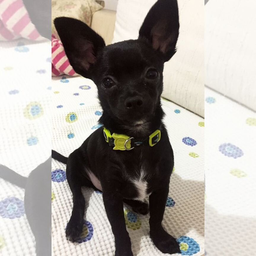 Щенок в добрые руки