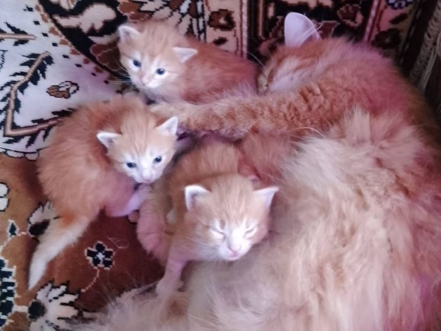 Отдам котенка