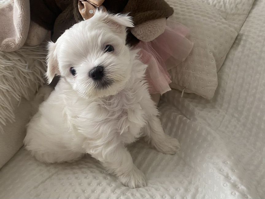 Мальтезе документы РКФ