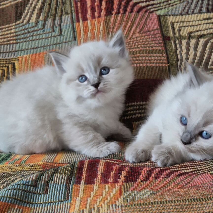 Невская маскарадная