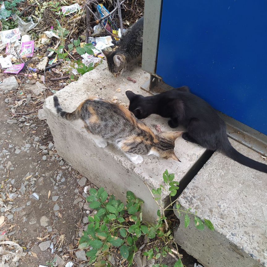 Котята в добрые руки