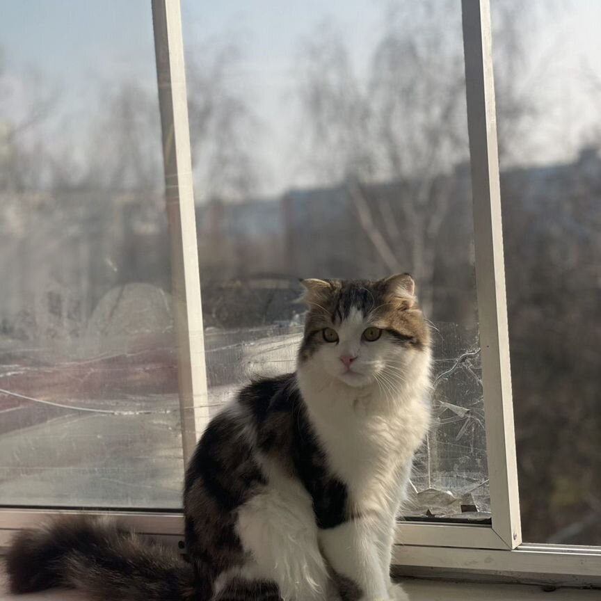 Котята в добрые руки мальчики 7 месяц