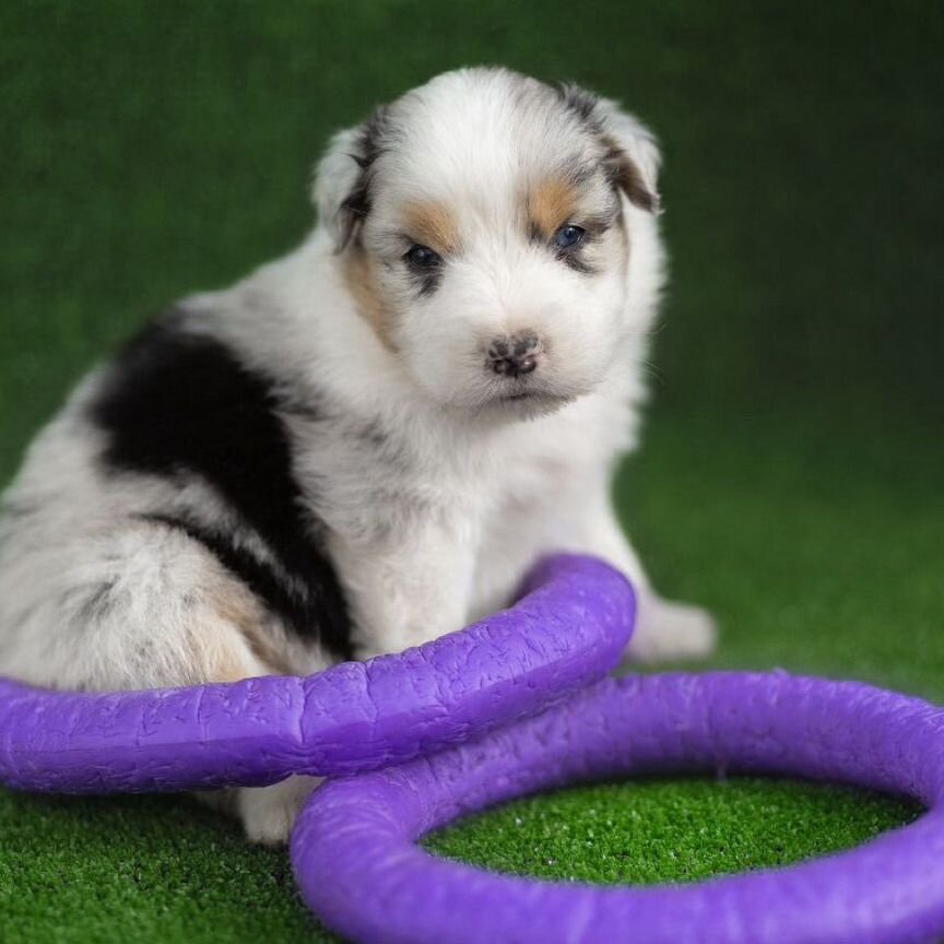 Щенки аусси