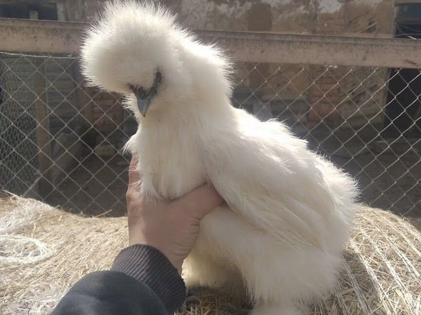 Пара Китайских шелковых