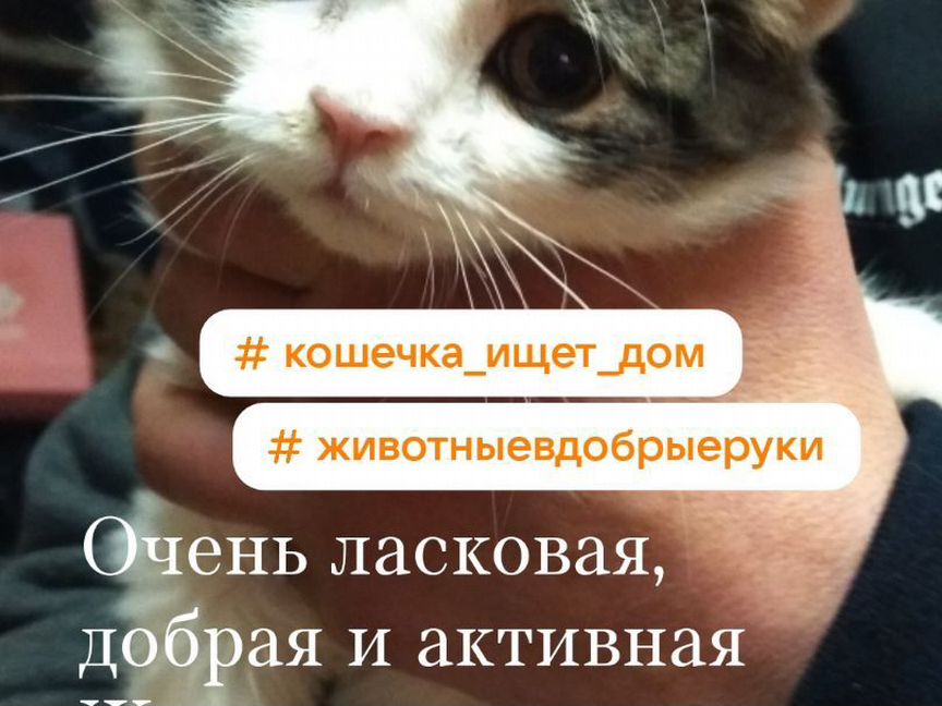 Кошка в дар бесплатно