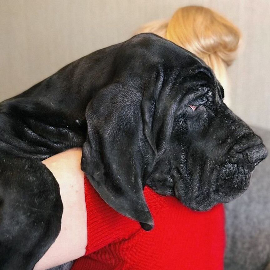 Немецкий дог, щенок