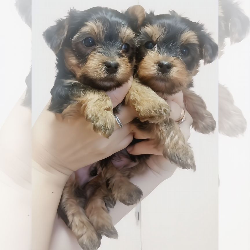 Йоркширский терьер, щенок