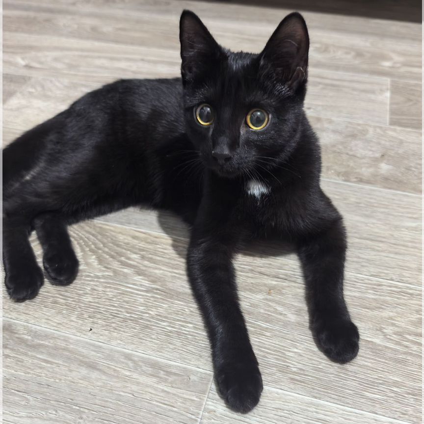 Бомбейский котёнок