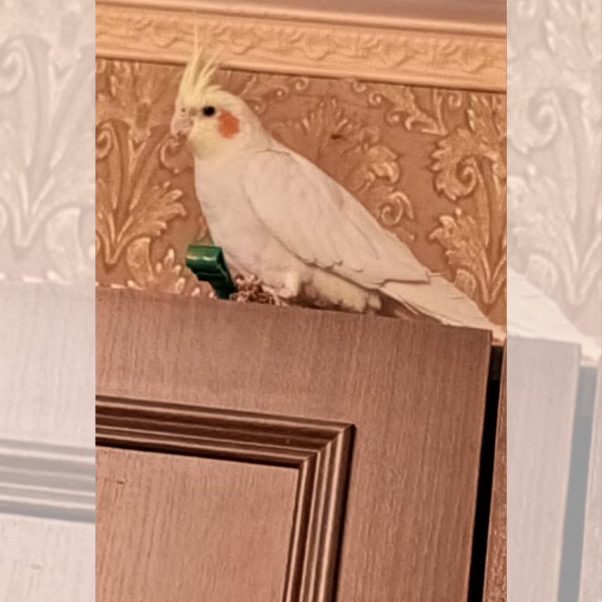 Птенец попугай Корелла с клеткой