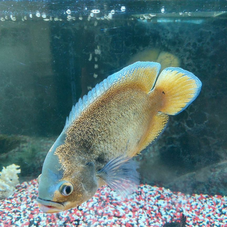 Астронотус