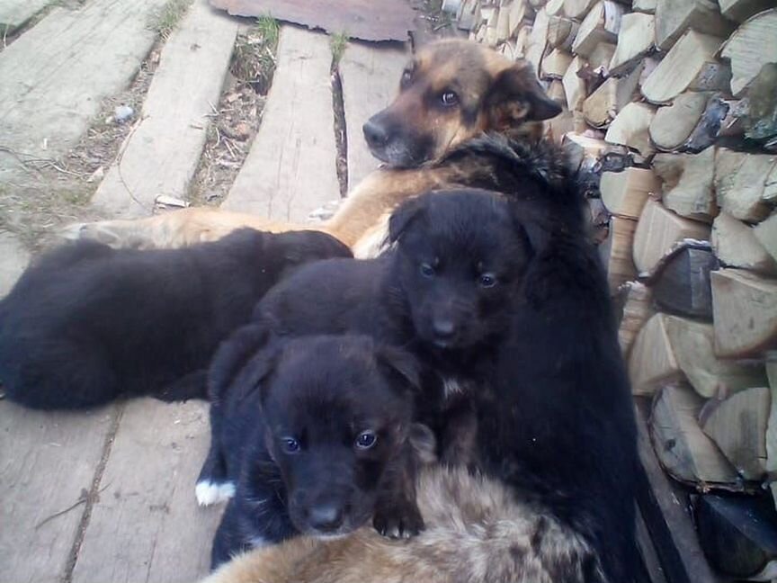 Щенки от овчарки