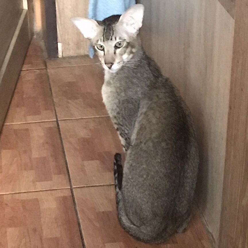 Ориентальный кот, взрослый