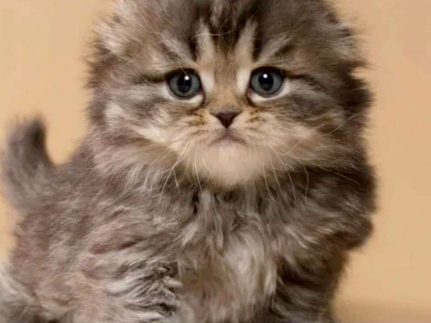 Вислоухие Тигрята)