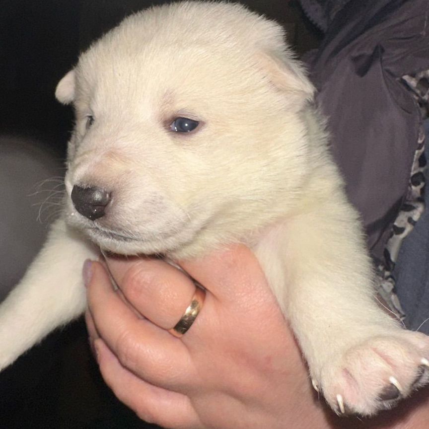 Лайка, щенок