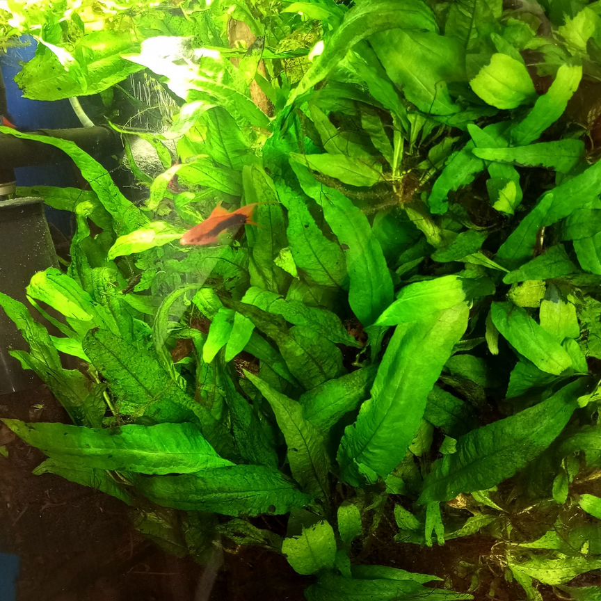 Тайландский папоротник (микрозориум)