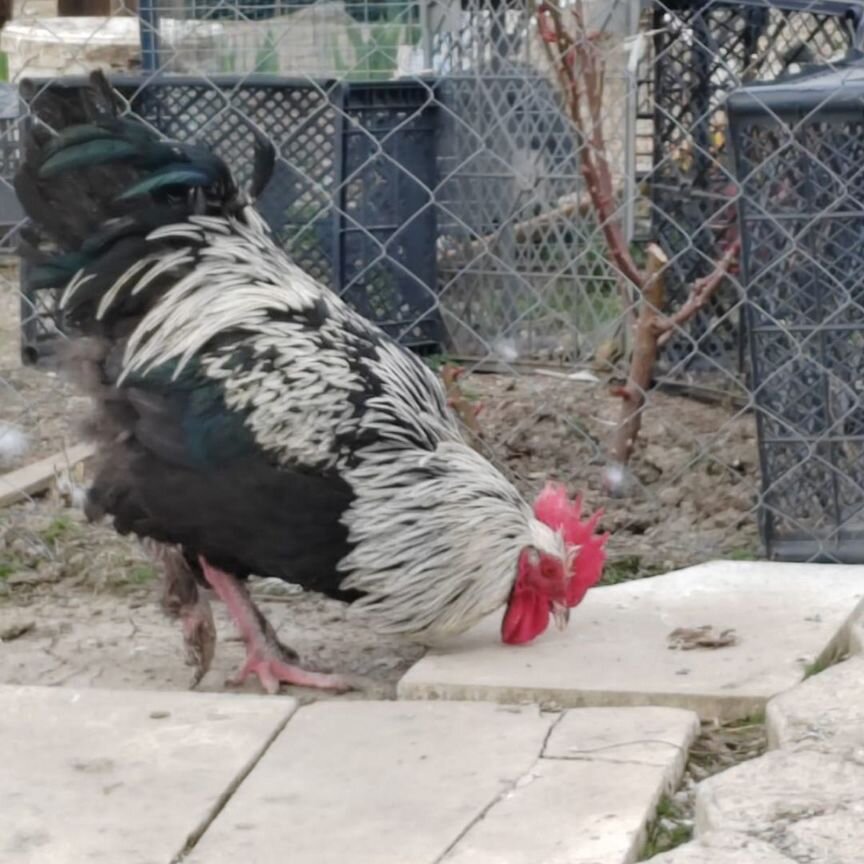 Петухи маран