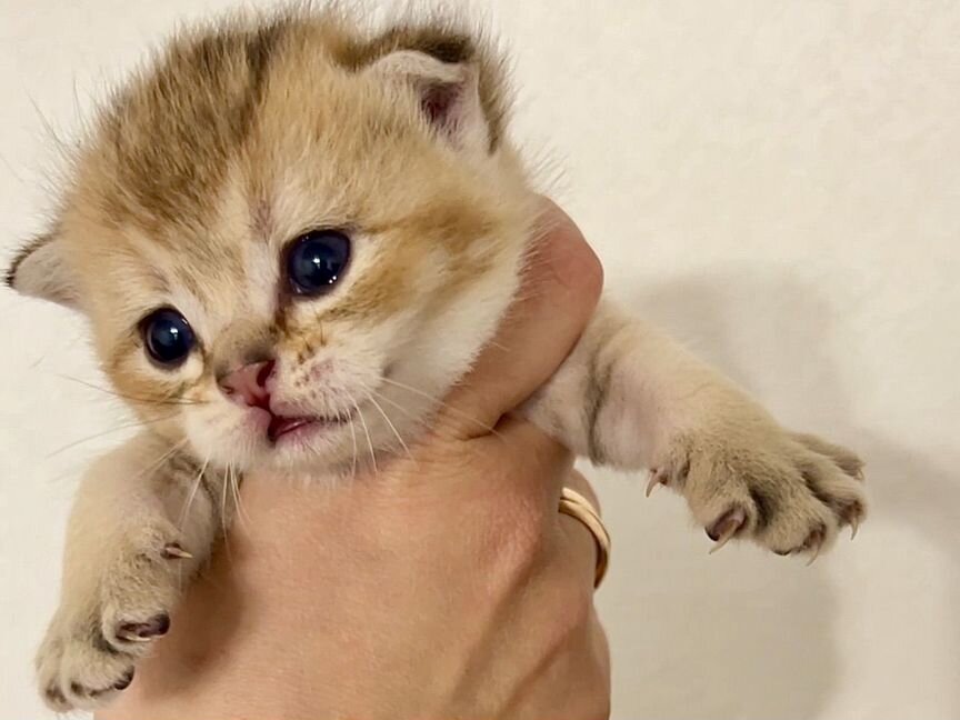 Котята золотая шиншилла