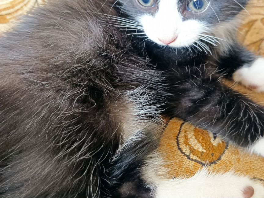Котенок