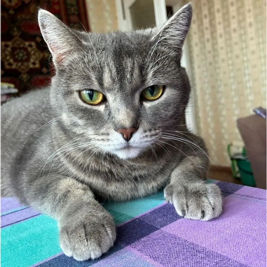 Шотландская вислоухая короткошёрстная, взрослая кошка